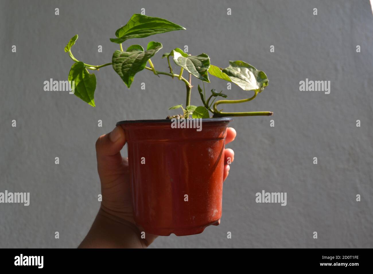 Betel Plant in a pot Stock Photo - Alamy