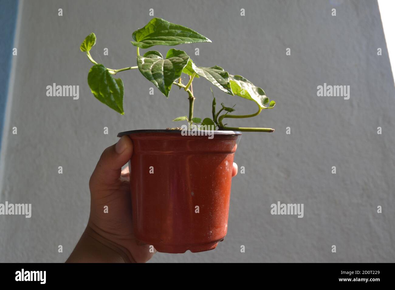 Betel leaf design hi-res stock photography and images - Alamy