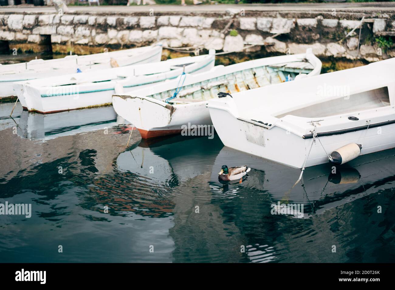 A drake floats in the water of white boats on the pier Stock Photo - Alamy