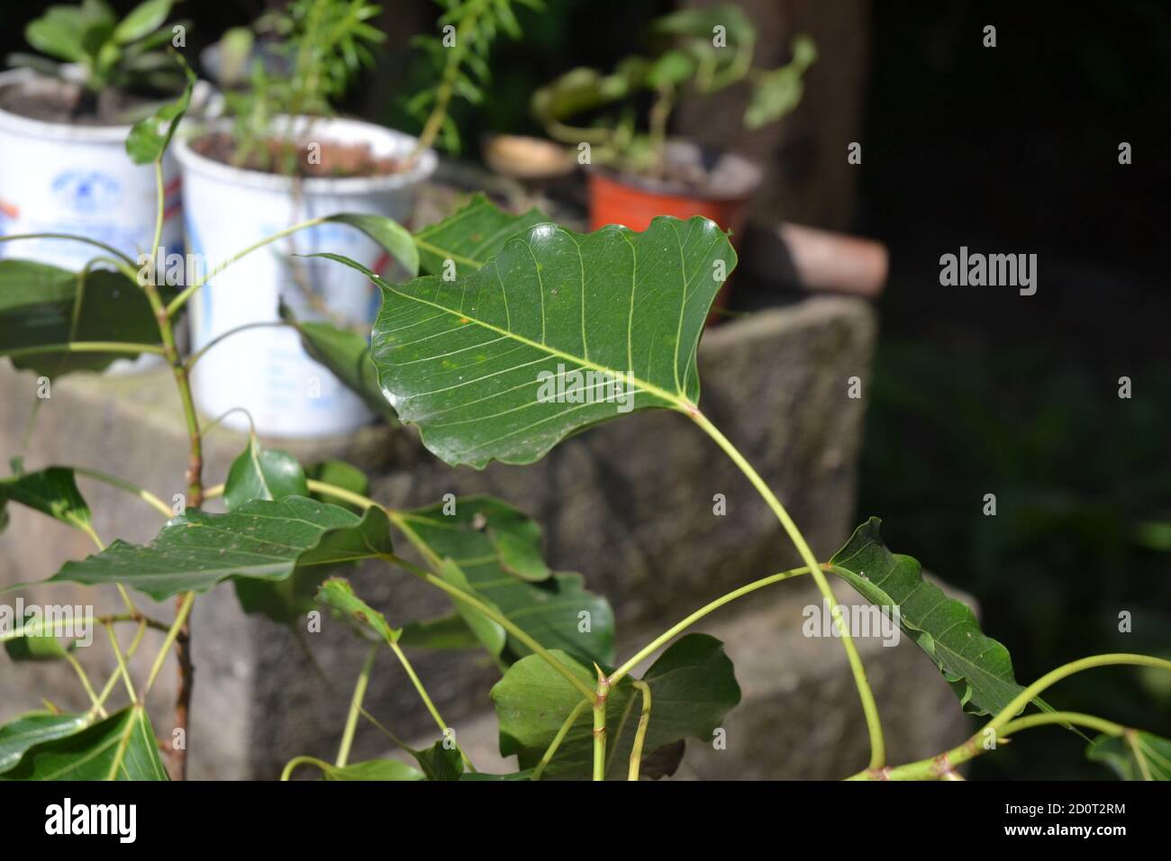 Ficus religiosa or sacred fig is a species of fig native to the Indian ...