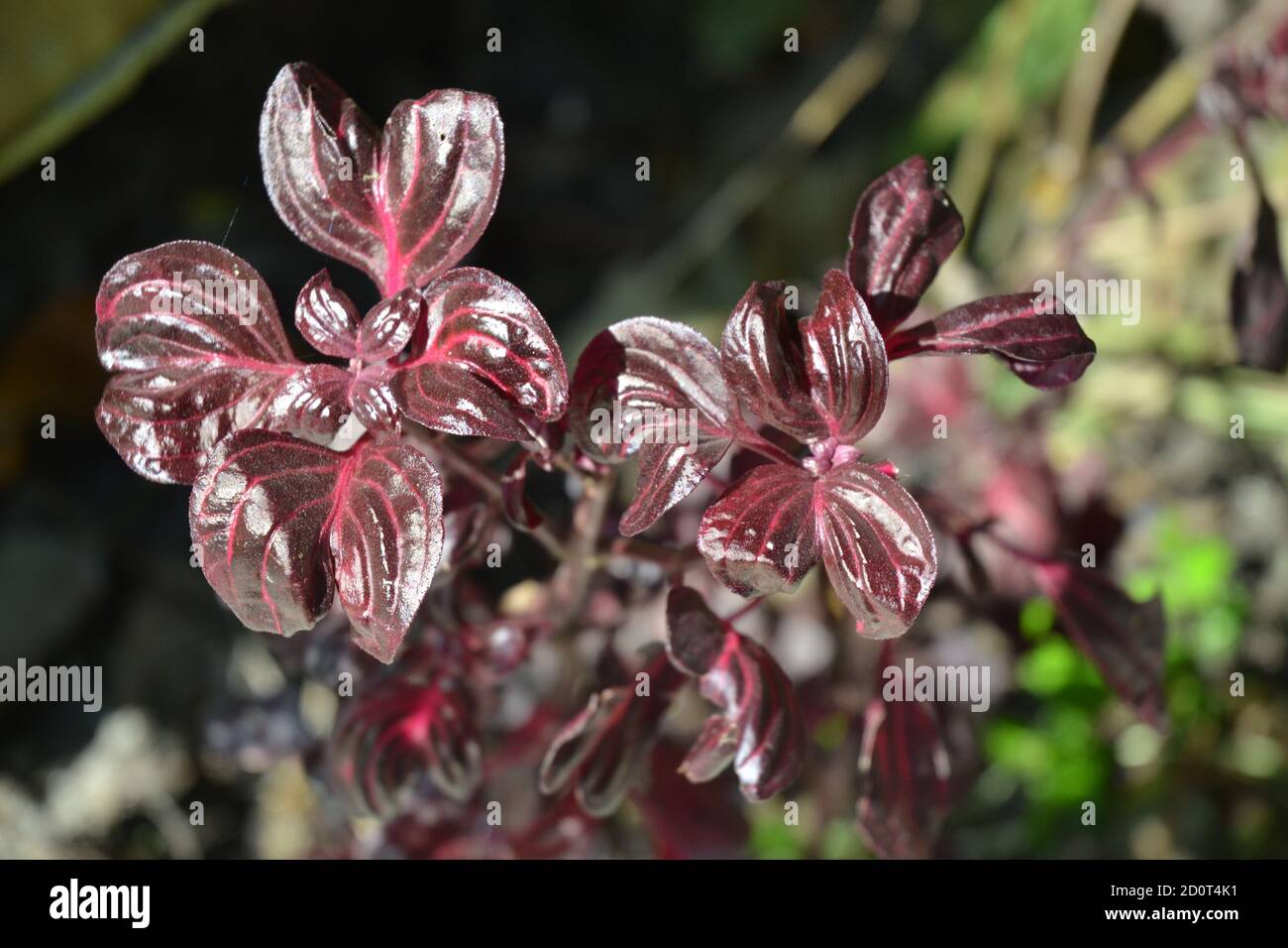 plants with brown and red leaves in the garden Stock Photo - Alamy