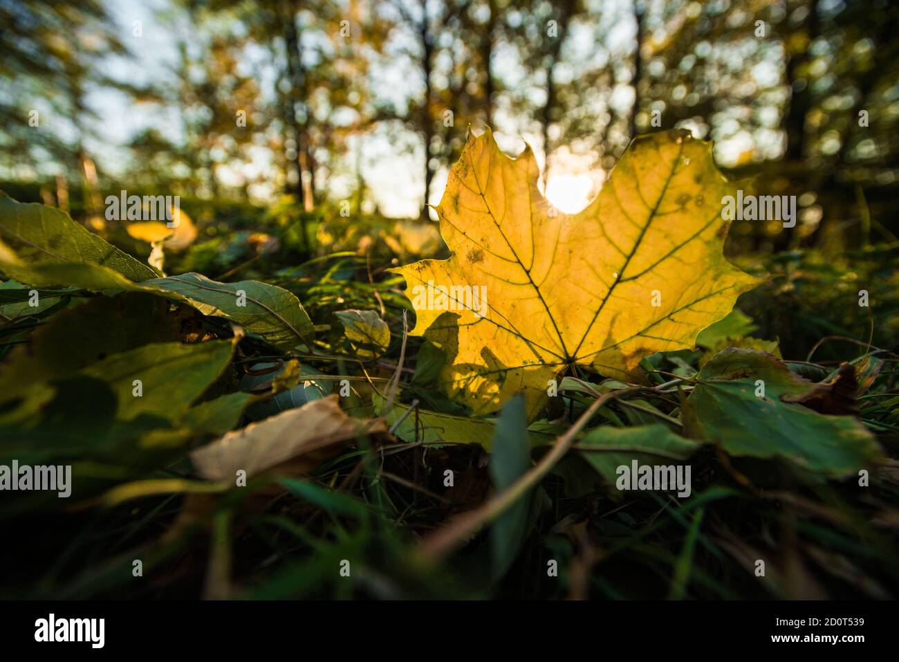 Autumn in Germany Stock Photo - Alamy