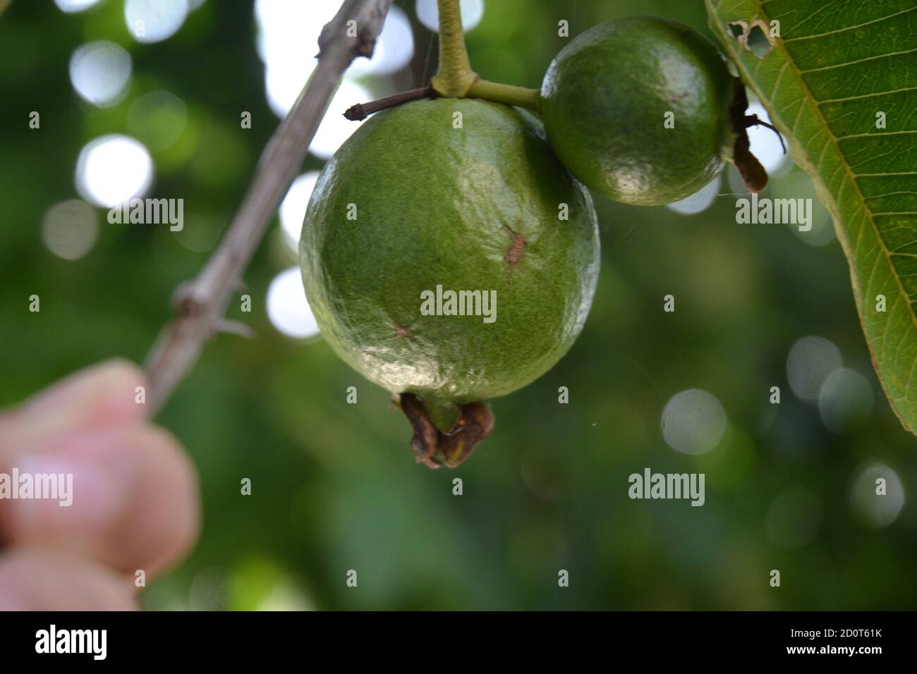 Green guava tree hi-res stock photography and images - Alamy