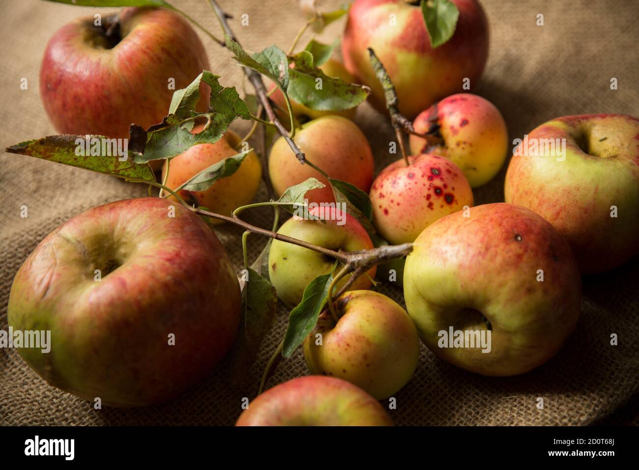 Trees growing out of car hi-res stock photography and images - Alamy