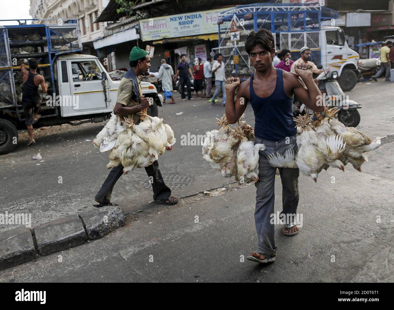 Mounting birds hi-res stock photography and images - Alamy
