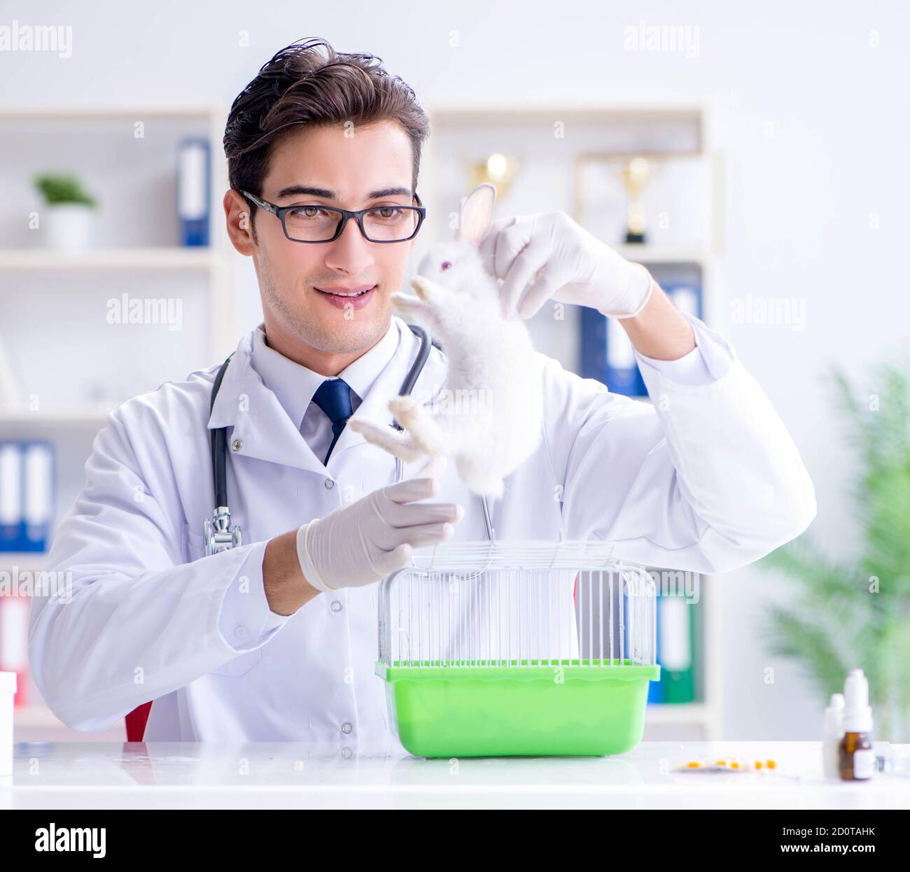 The vet doctor examining rabbit in pet hospital Stock Photo - Alamy