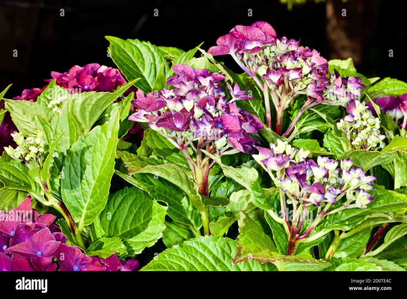 Hydrangea Macrophylla 'Deep Purple Dance' Stock Photo - Alamy