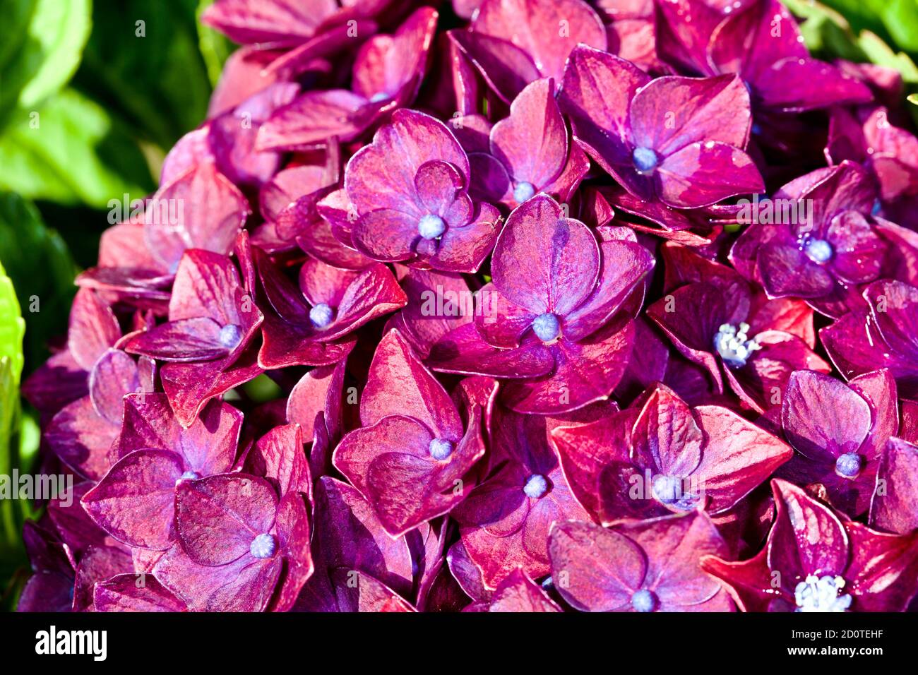 Hydrangea Macrophylla 'Deep Purple Dance' Stock Photo - Alamy