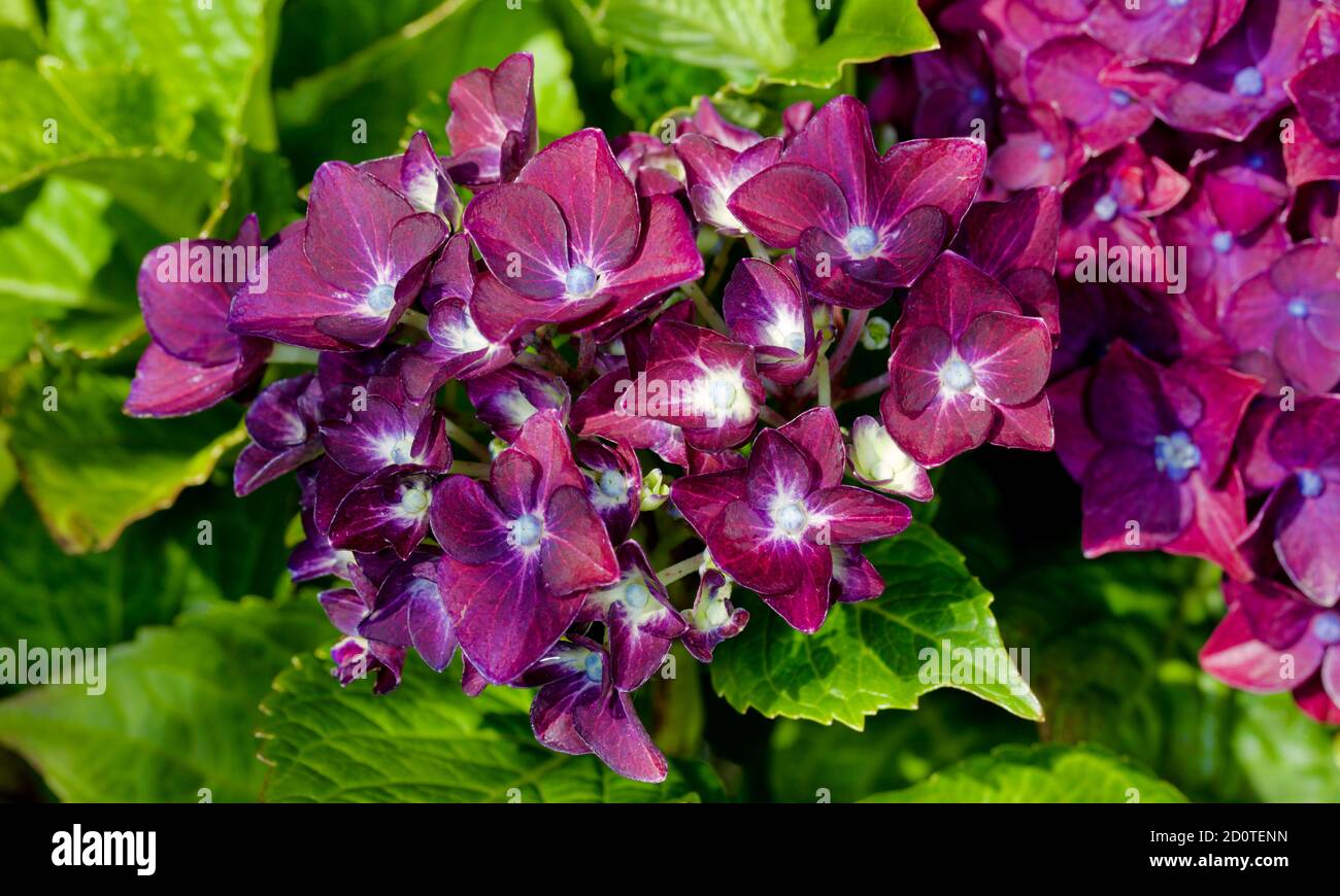 Hydrangea Macrophylla 'Deep Purple Dance' Stock Photo - Alamy