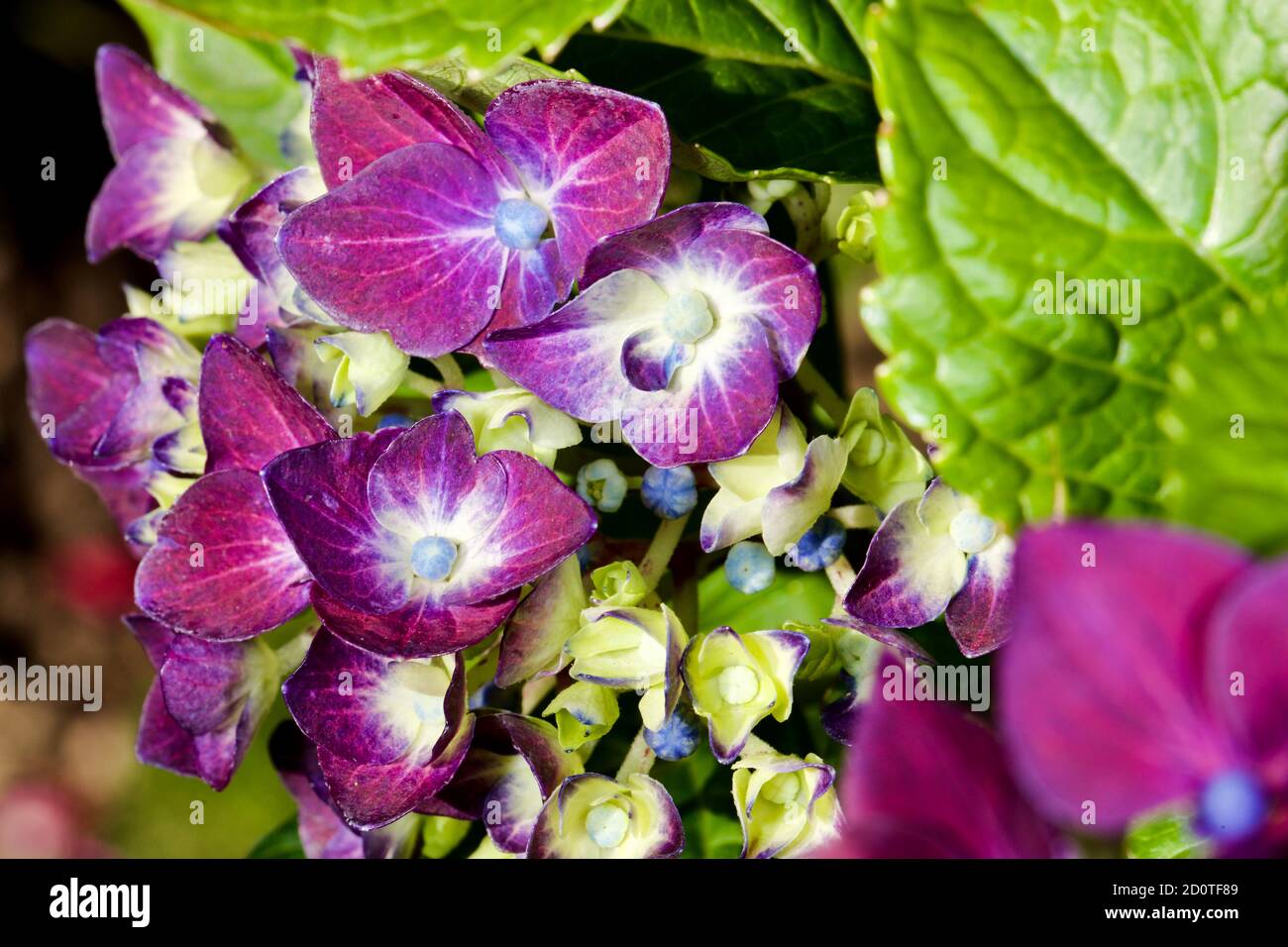 Hydrangea Macrophylla 'Deep Purple Dance' Stock Photo - Alamy
