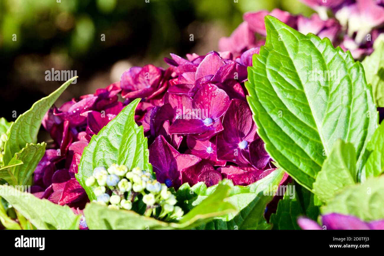 Hydrangea Macrophylla 'Deep Purple Dance' Stock Photo - Alamy