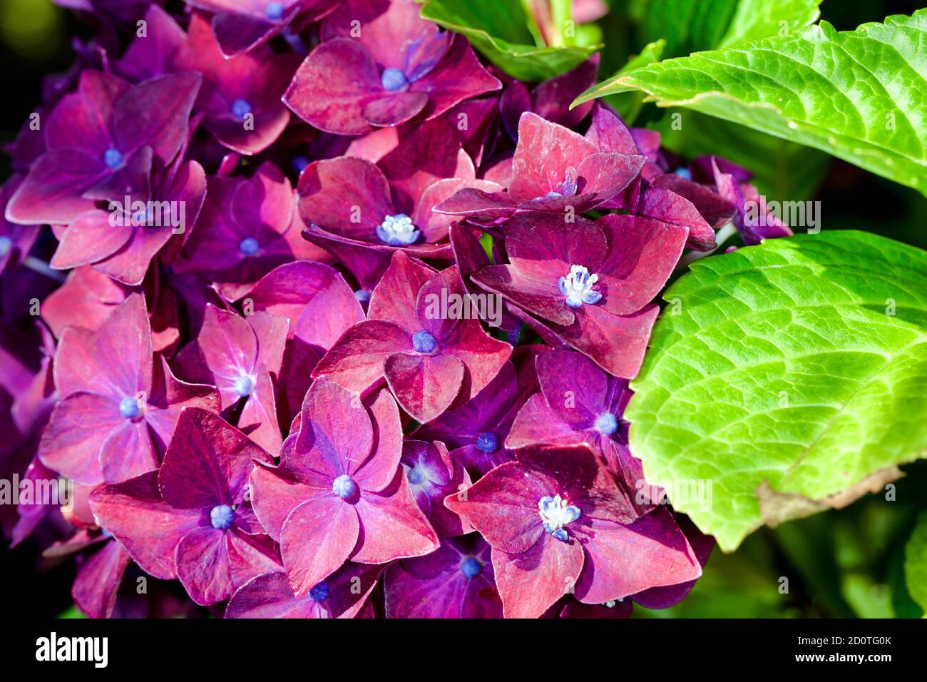 Hydrangea Macrophylla 'Deep Purple Dance' Stock Photo - Alamy
