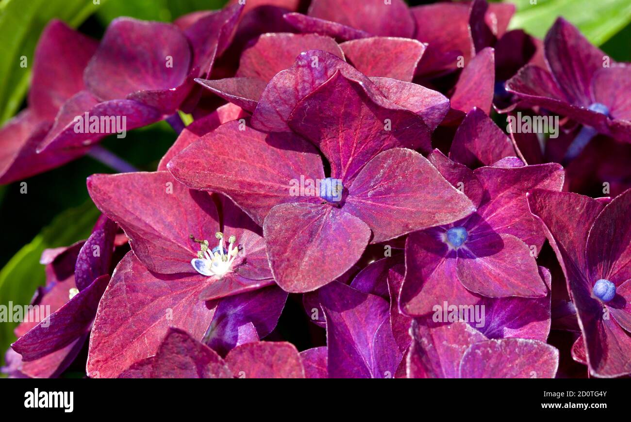 Hydrangea Macrophylla 'Deep Purple Dance' Stock Photo - Alamy