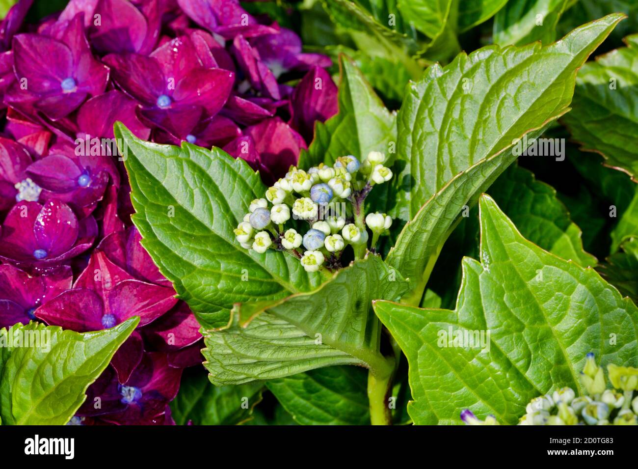 Hydrangea Macrophylla 'Deep Purple Dance' Stock Photo - Alamy