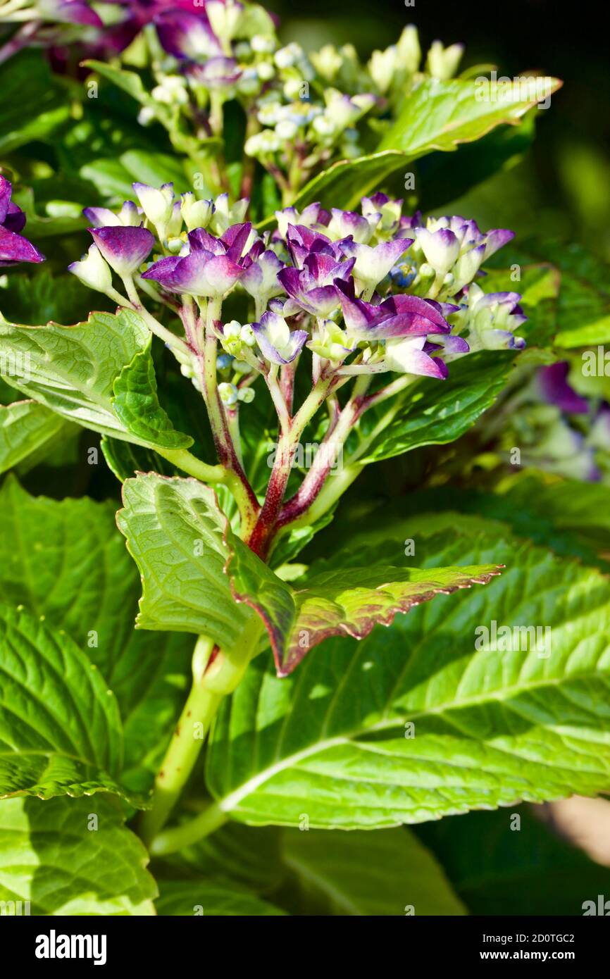 Deep purple dance hi-res stock photography and images - Alamy