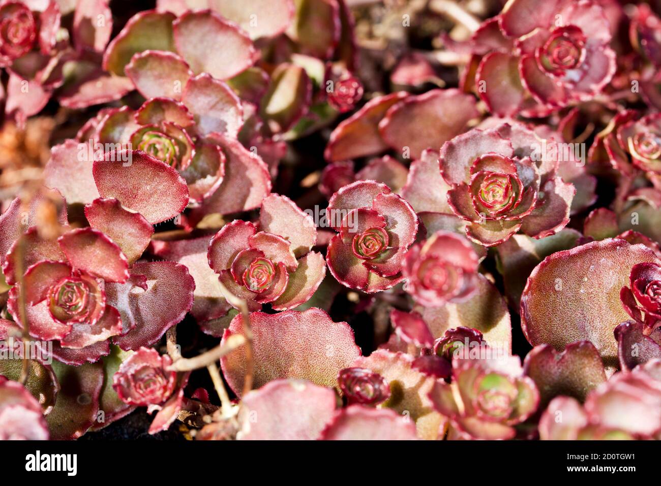Creeping sedum hi-res stock photography and images - Alamy