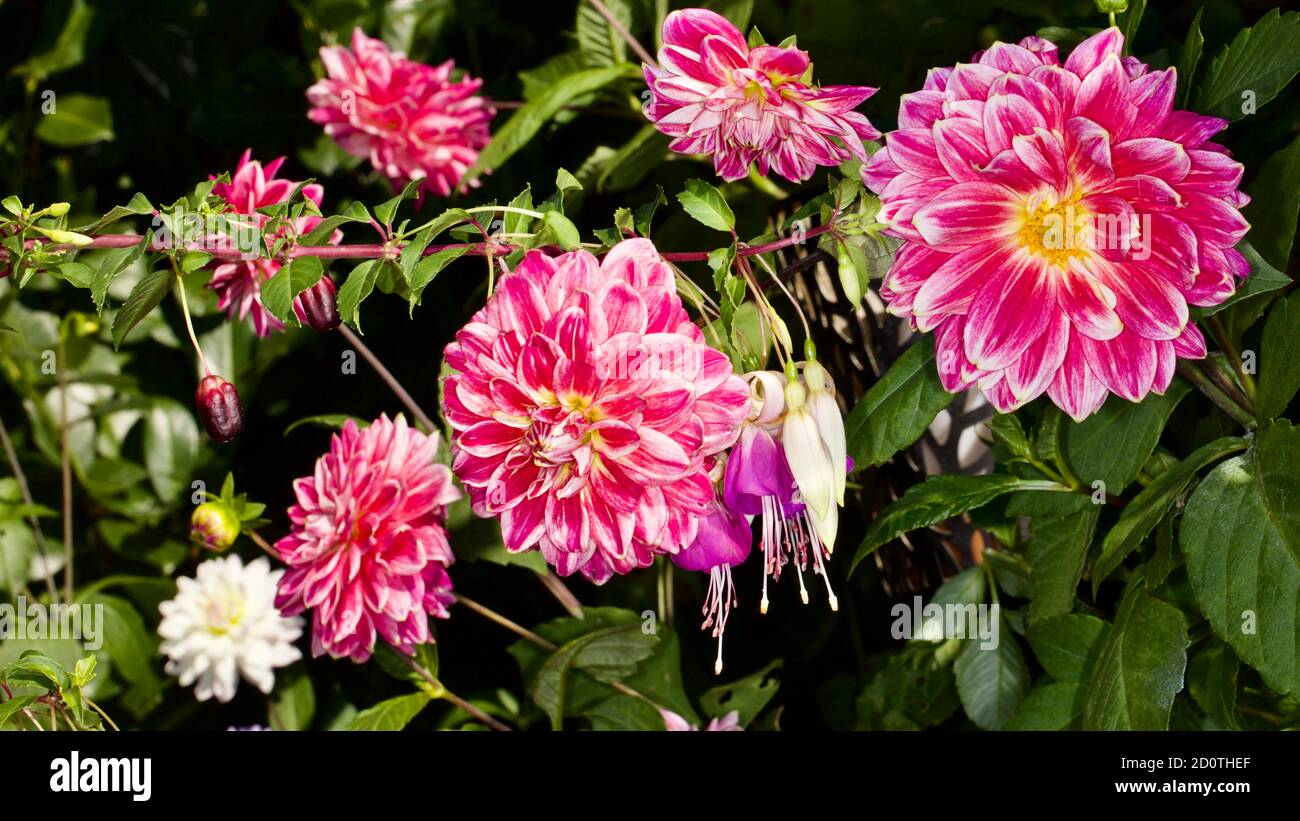 Beautiful display of Dahlias and Fuchsias Stock Photo - Alamy