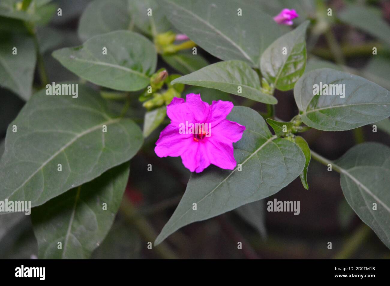 mirabilis flower with green leaves in a garden Stock Photo - Alamy