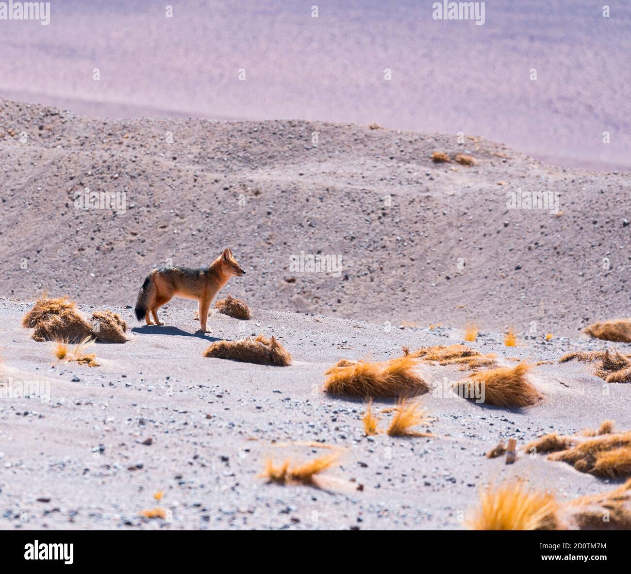 Andean fox or Culpeo (Lycalopex culpaeus) near the town of Tolar Grande ...