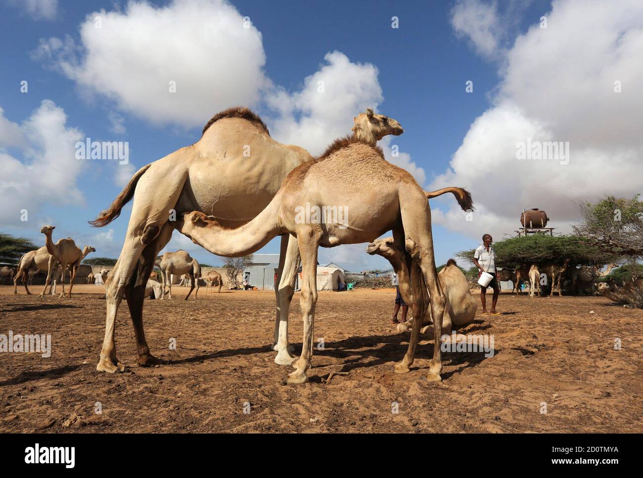 Camel milk production hi-res stock photography and images - Alamy