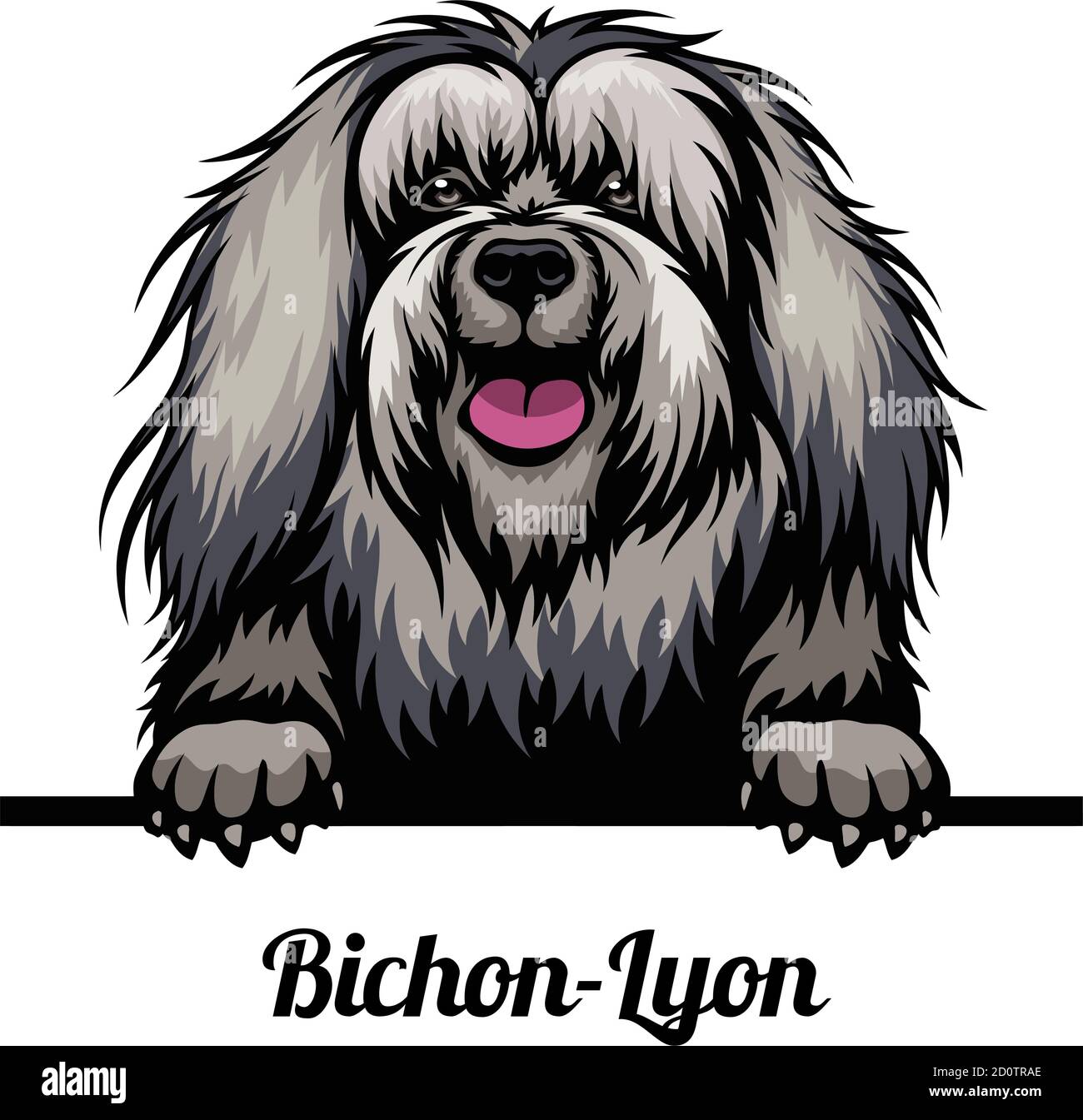 Head Bichon-Lyon - dog breed. Color image of a dogs head isolated on a ...