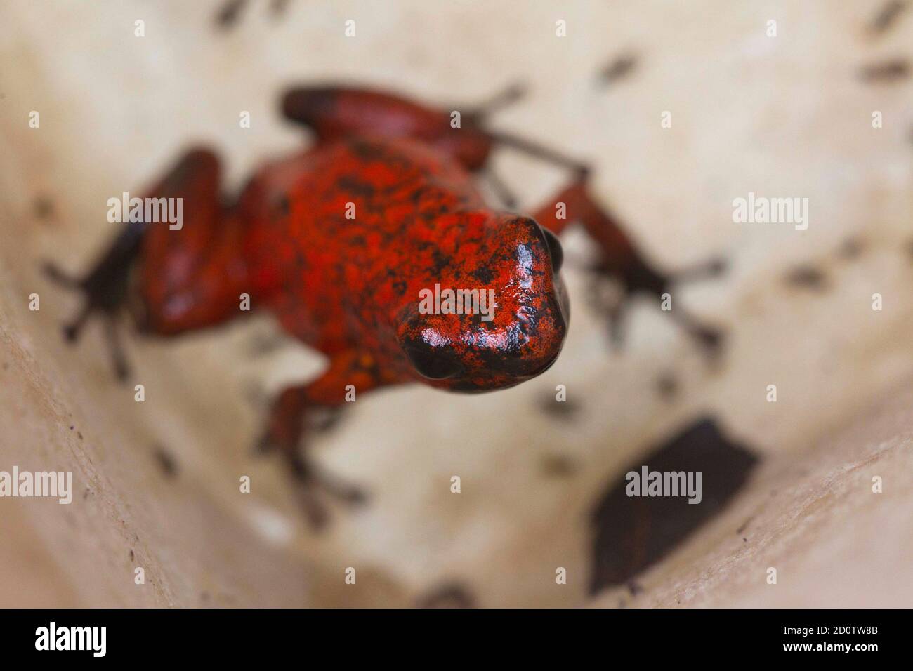 Splendid poison frog hi-res stock photography and images - Alamy