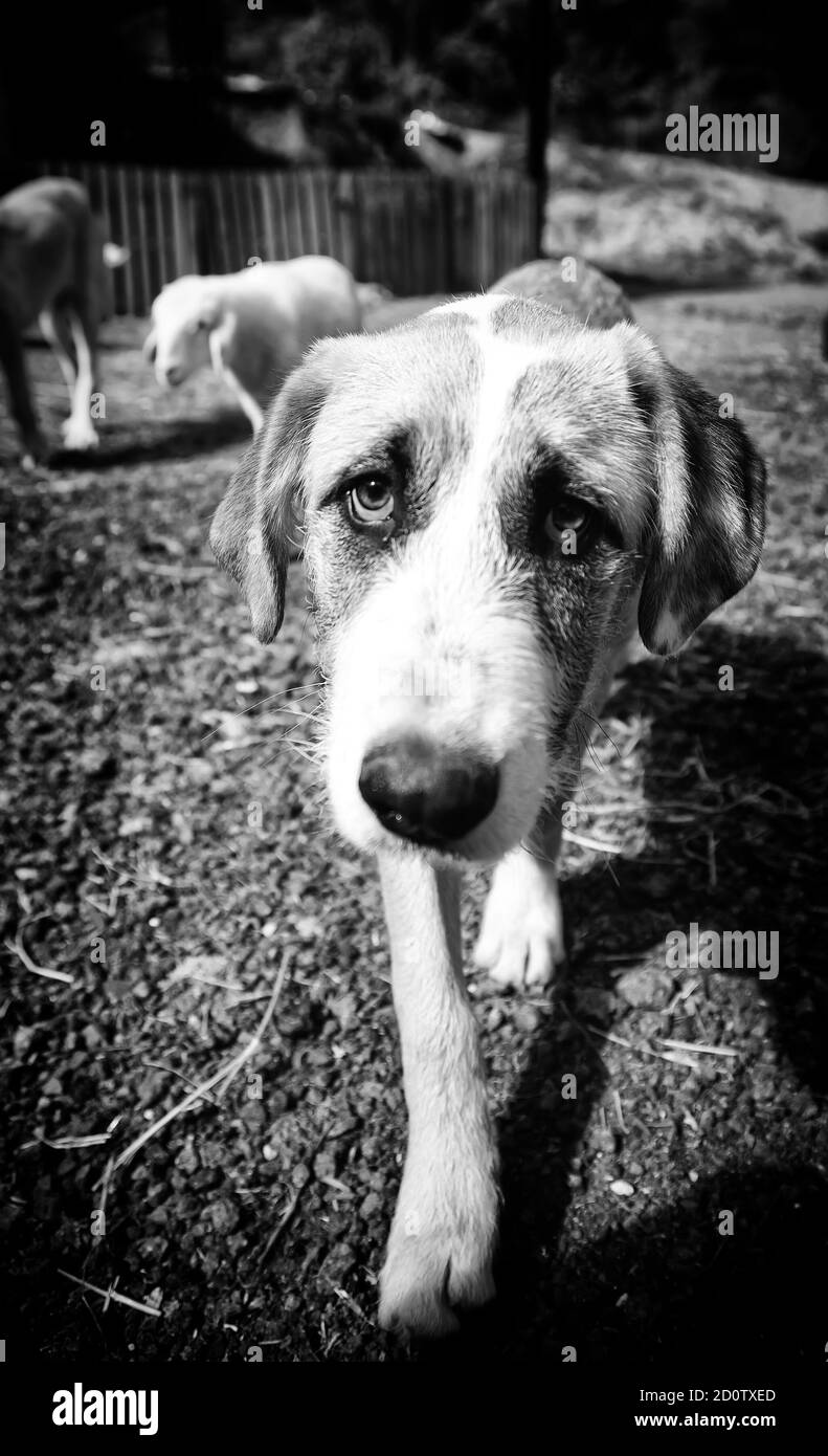 Sad little animal hi-res stock photography and images - Alamy