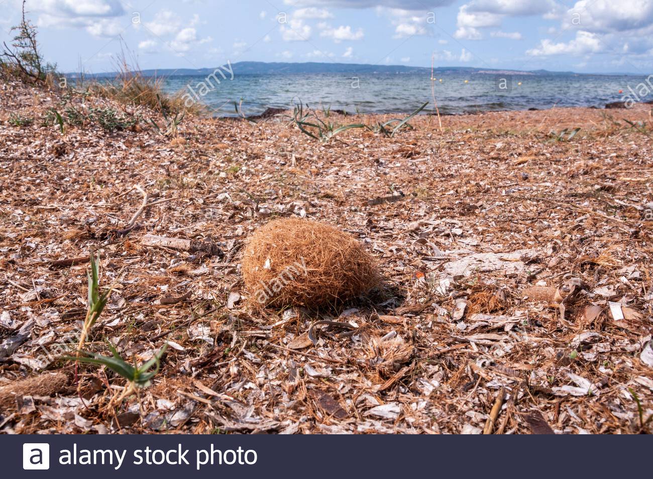 Spherical Algae High Resolution Stock Photography and Images - Alamy