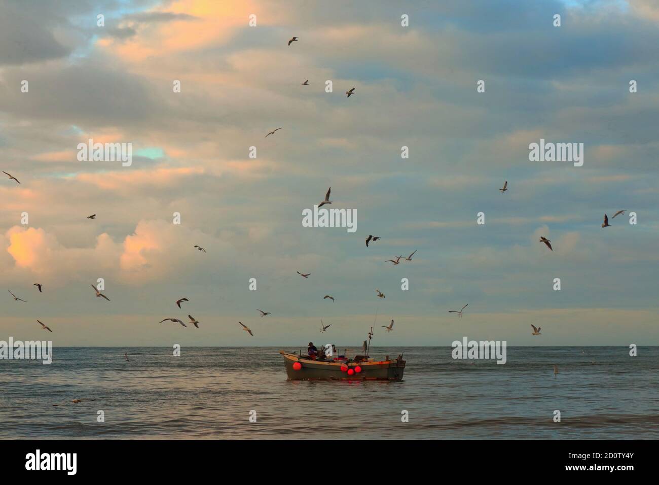 Birds boat hi-res stock photography and images - Alamy