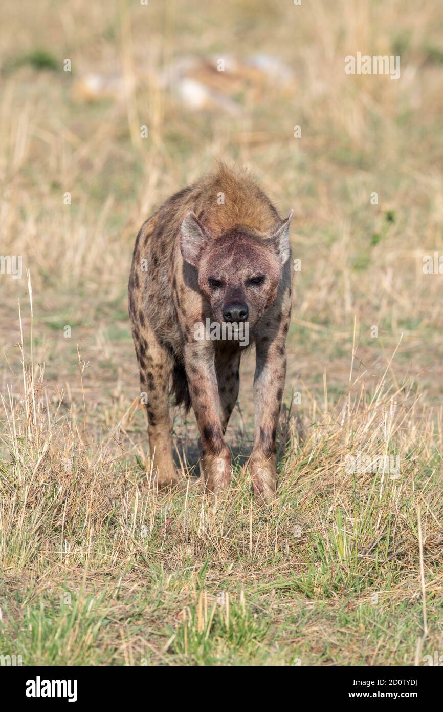 Genus crocuta hi-res stock photography and images - Alamy