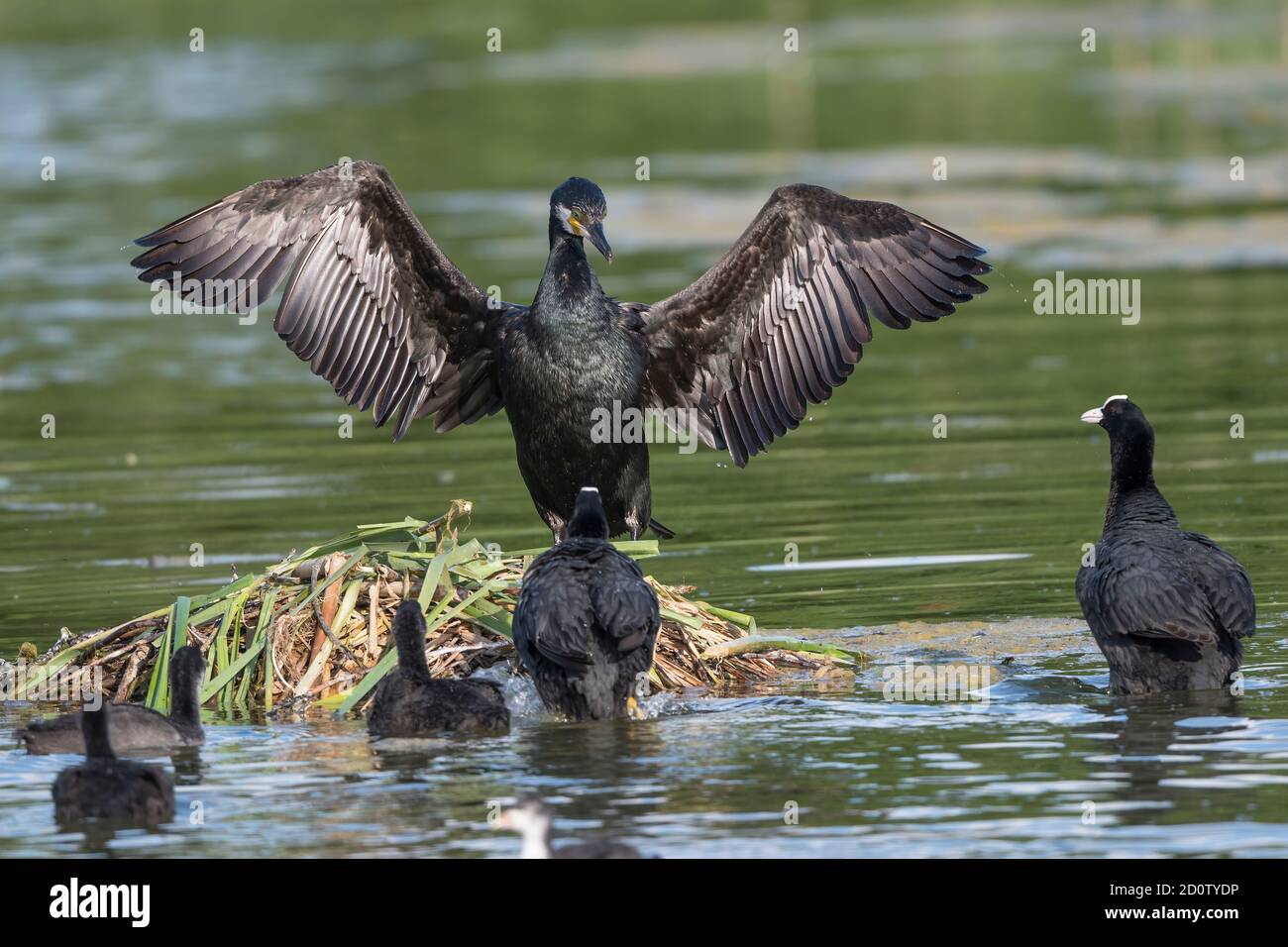 Cormorant standing proud with wings astride to show dominance over ...