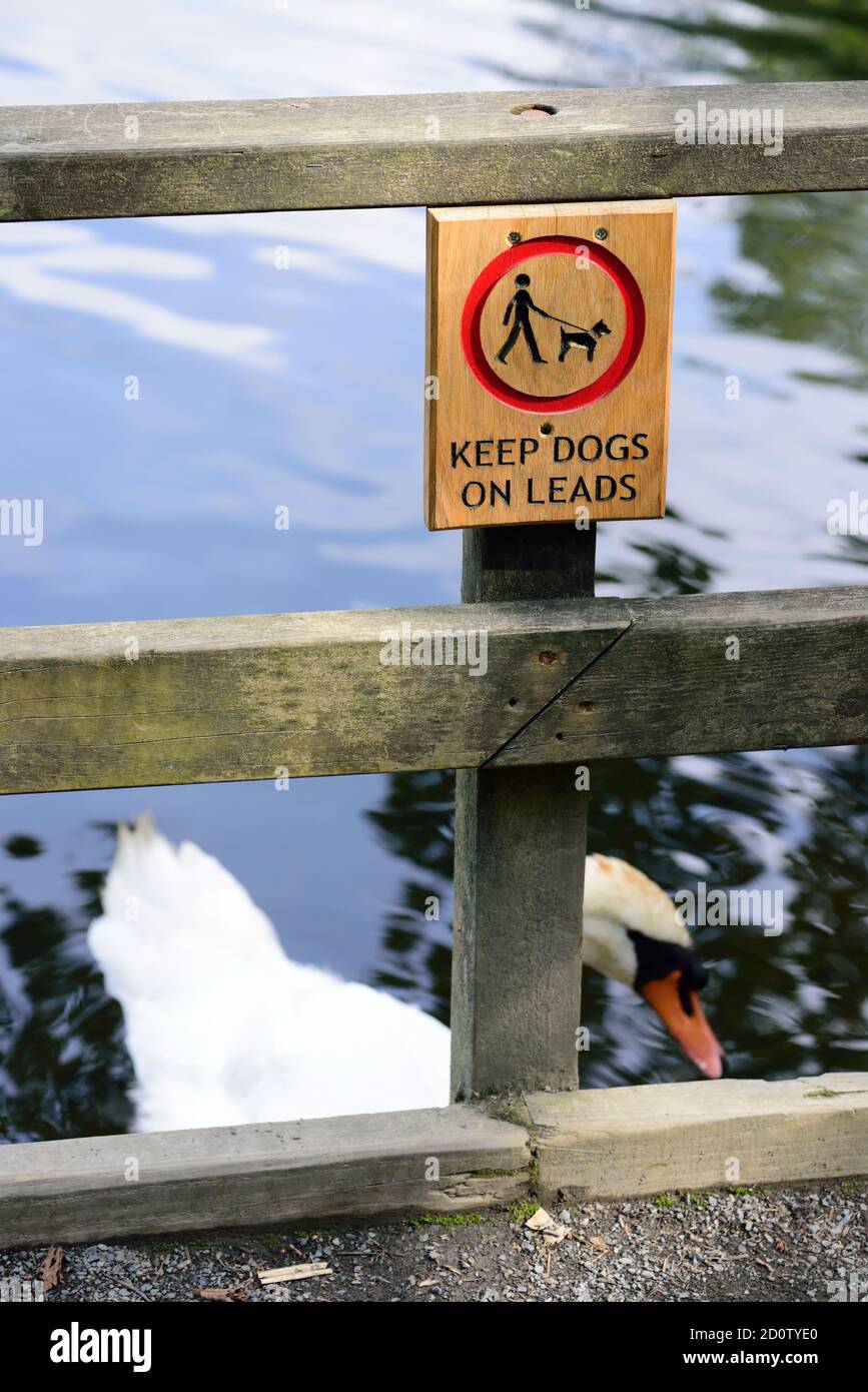 Dogs stover devon hi-res stock photography and images - Alamy