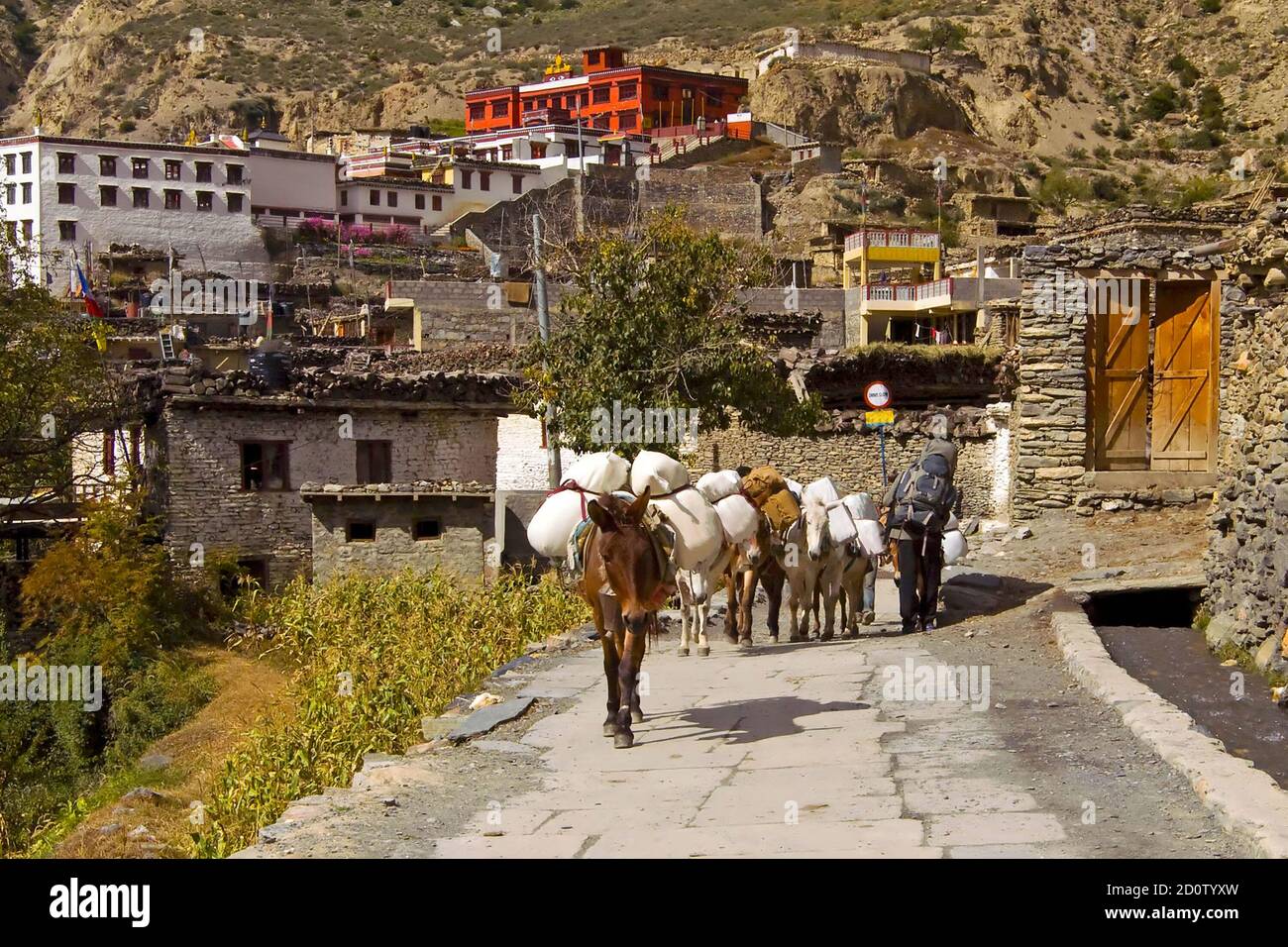 Donkey caravan in Nepal Stock Photo - Alamy