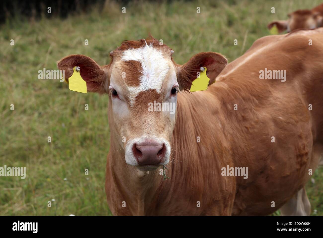 Red calf on a pasture looking at the camera Stock Photo - Alamy