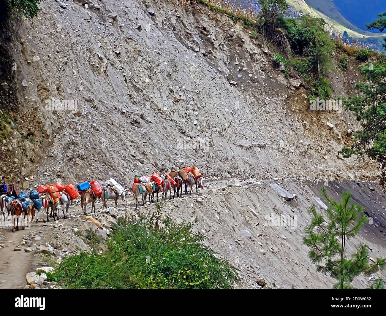 Caravan of donkeys is walking on cliff edge, Annapurna trekking area ...