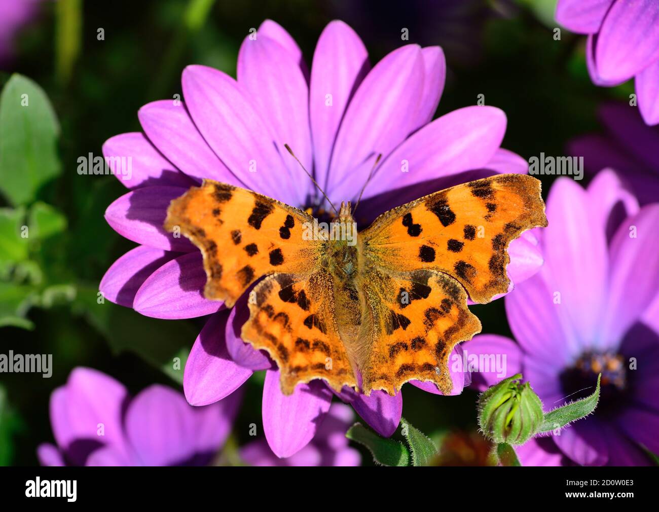 Comma and butterfly hi-res stock photography and images - Alamy