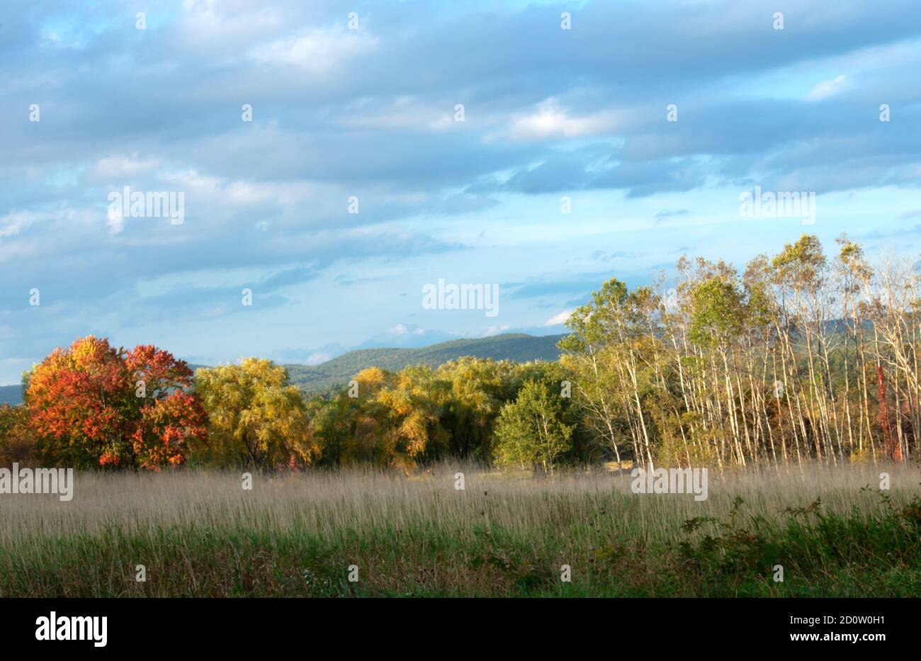 Fall foliage on trees hi-res stock photography and images - Alamy