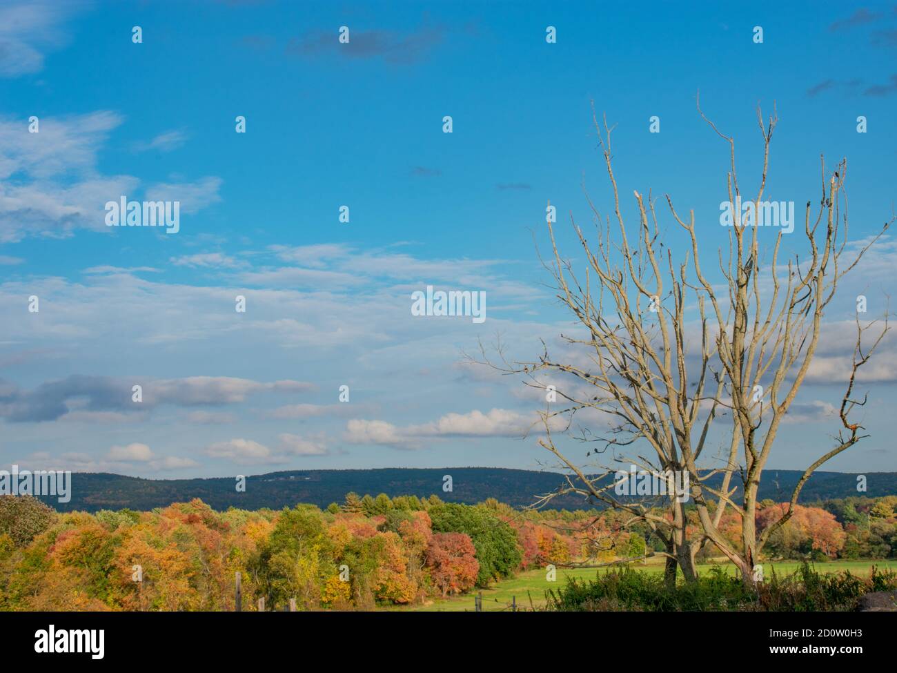 Wind blown October sky above field of colorful fall foliage trees Stock ...