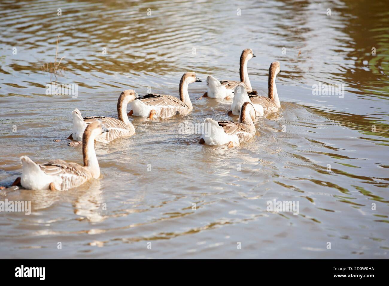 A flock of domestic gray geese swimming in residential pond in an open ...