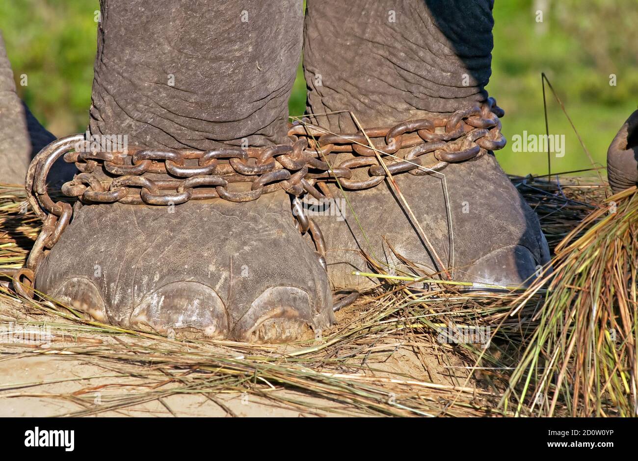 Elephant feet on the chain in the breeding centre in Chitwan National ...