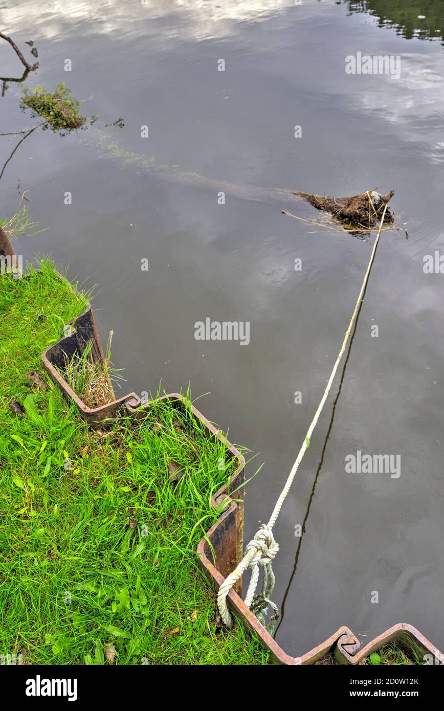 A fallen tree trunk in the river Dart, anchored to the metal retaining ...