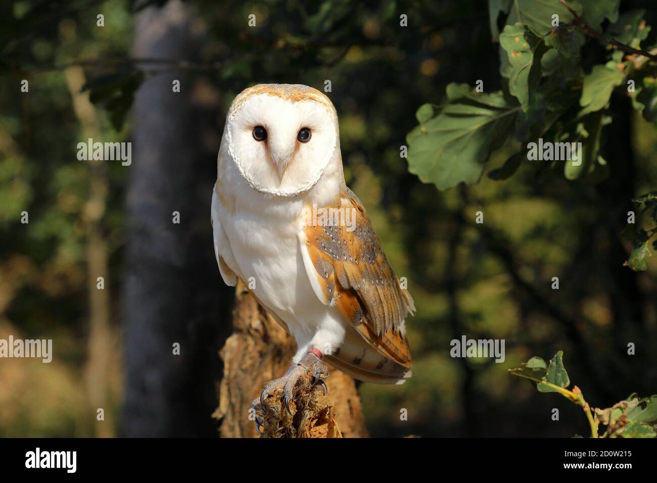 Common barn owl ( Tyto alba) Female, sitting on a tree root, captive ...