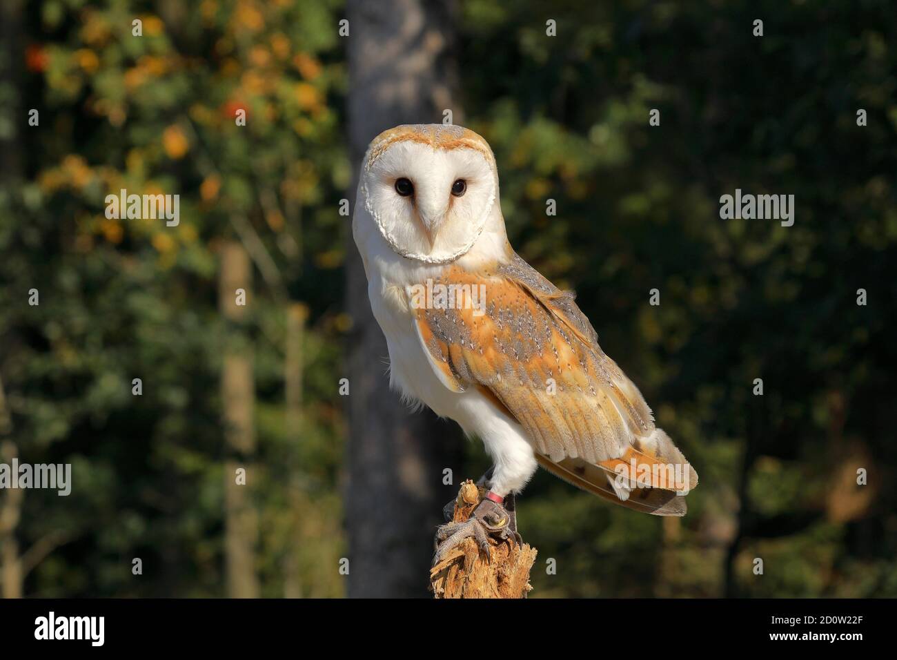 Common barn owl ( Tyto alba) Female, sitting on a tree root, captive ...