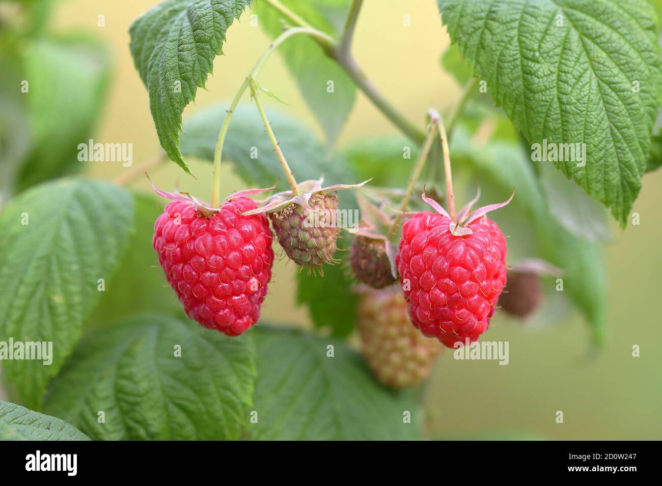 Raspberry ( Rubus idaeus) ripe and unripe fruits, North Rhine ...