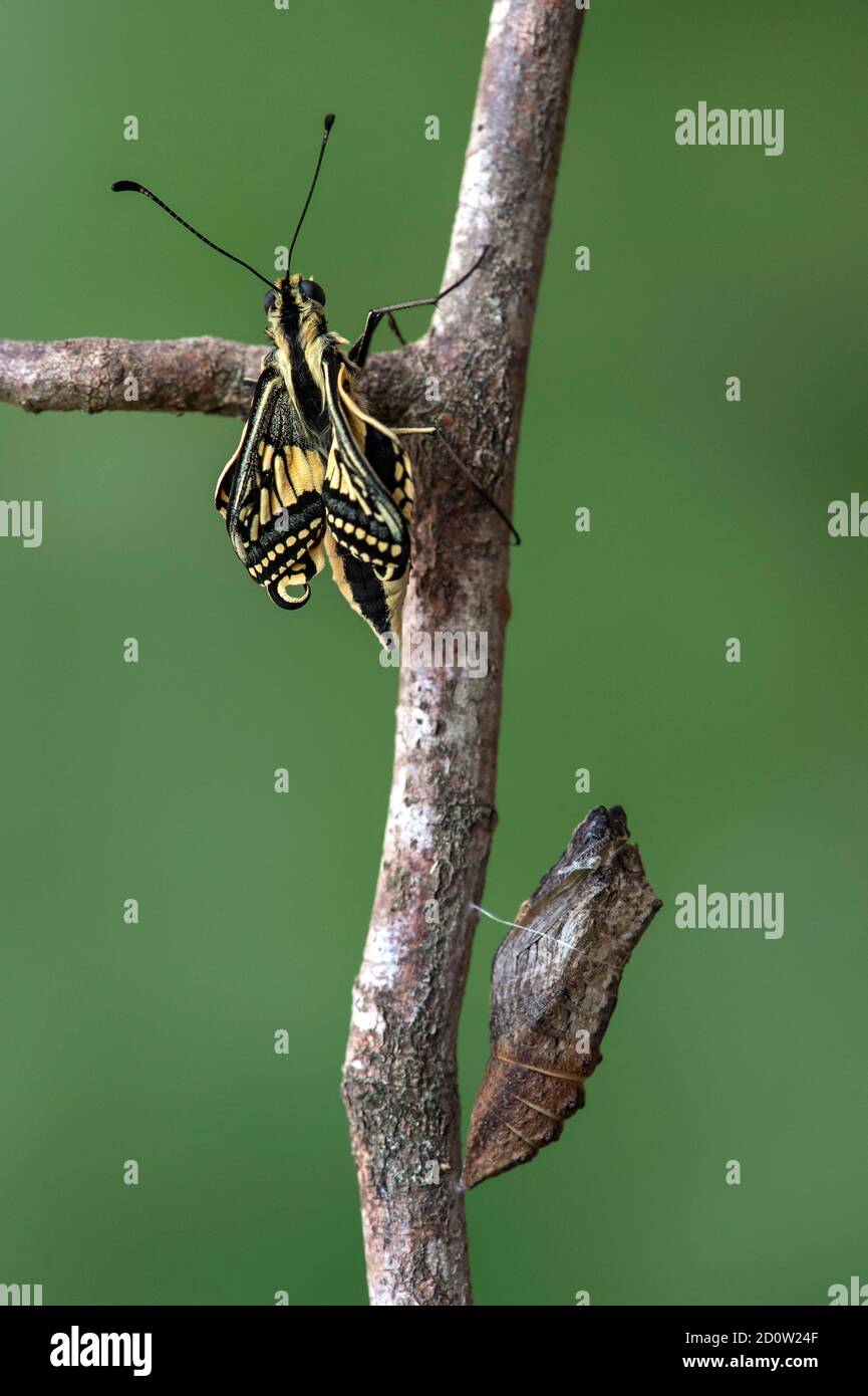 Pupa shell hi-res stock photography and images - Alamy