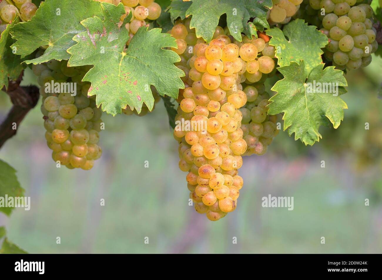Grapes national hi-res stock photography and images - Alamy