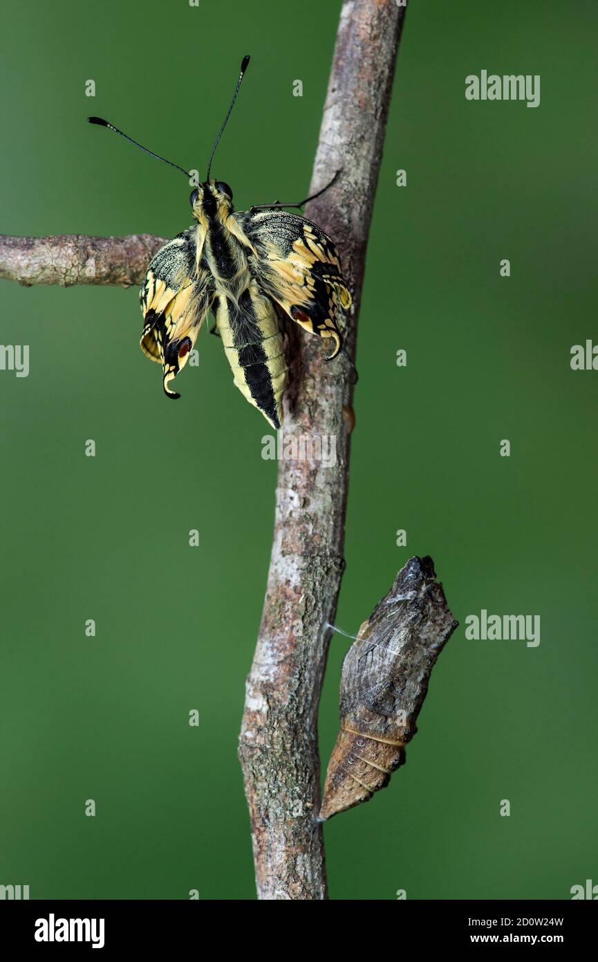 Pupa shell hi-res stock photography and images - Alamy