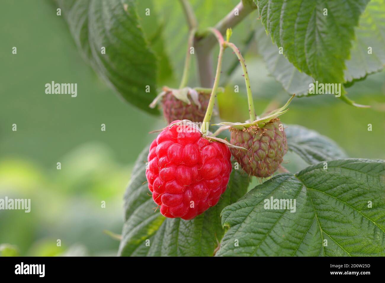 Raspberry ( Rubus idaeus) ripe and unripe fruits, North Rhine ...