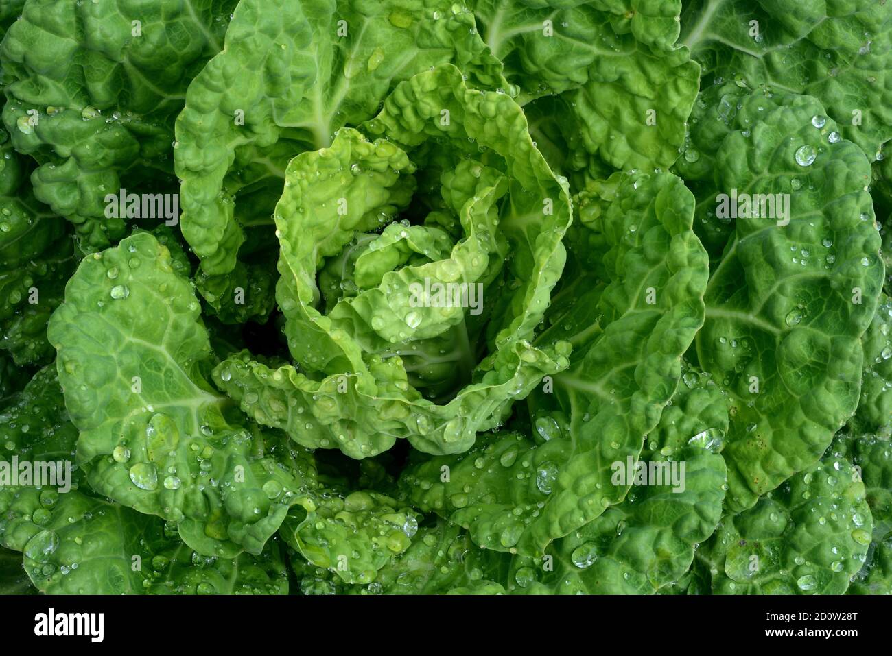 Savoy cabbage, Savoy cabbage, variety Heller Butterkohl, Switzerland ...
