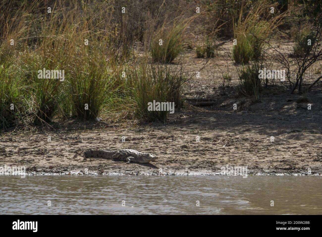 The shoreline of National Park W, Niger, West Africa Stock Photo - Alamy